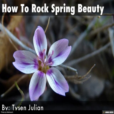 How To Rock Spring Beauty | PPT