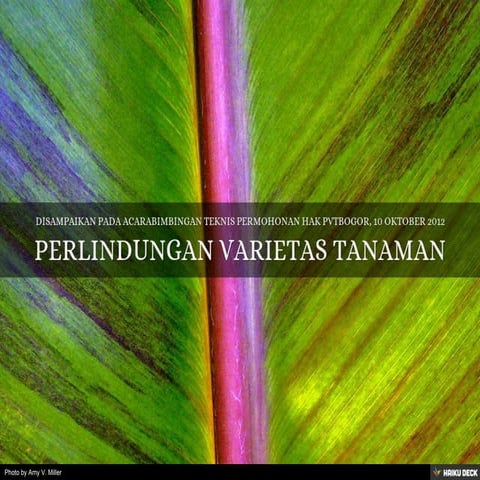 PERLINDUNGAN VARIETAS TANAMAN | PDF