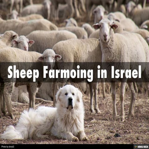 Sheep farming in Israel | PPT