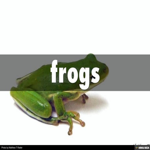 frogs | PPT