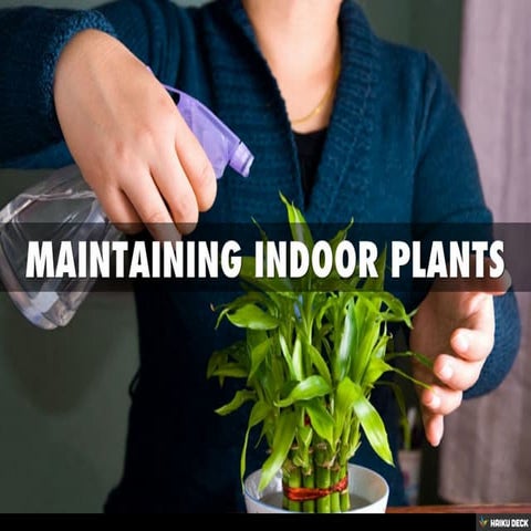 MAINTAINING INDOOR PLANTS | PDF