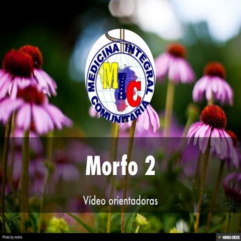 Morfo 2 | PDF