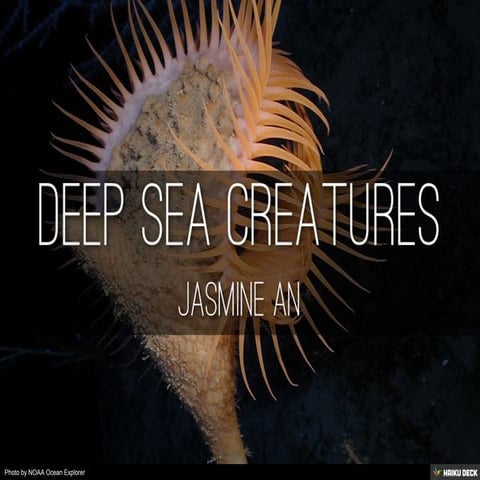 Deep sea creatures | PPT