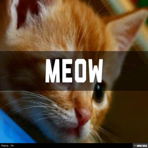 meow | PDF