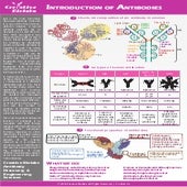 Custom Antibody & Hybridoma Services | PDF