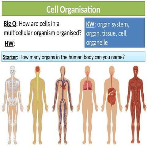 a-Cell-Organisation of plants and animals.pptx