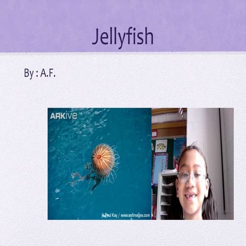 Jellyfish | PPTX