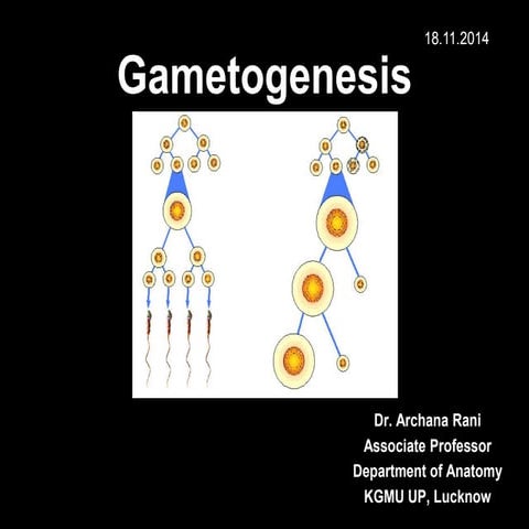 Gametogenesis. An insight on spermatogenesis in men, and gametogenesis ...