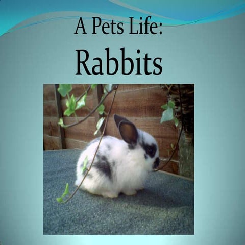 A Pets Life Rabbits | PPTX