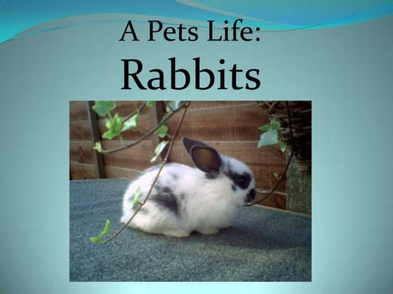 Homes of Animals | PPT