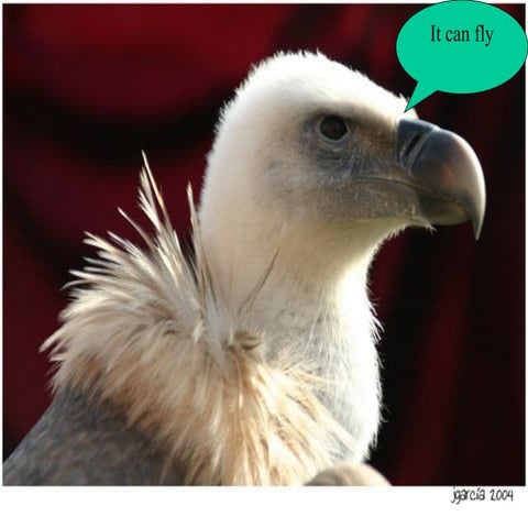 The animal quiz | PPT