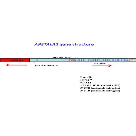 APETALA2 gene structure.pdf