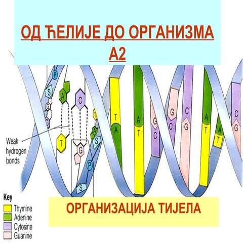 A2 Od celije do organizma | PPT
