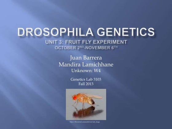 Fruit Fly Genetics lab report | PDF