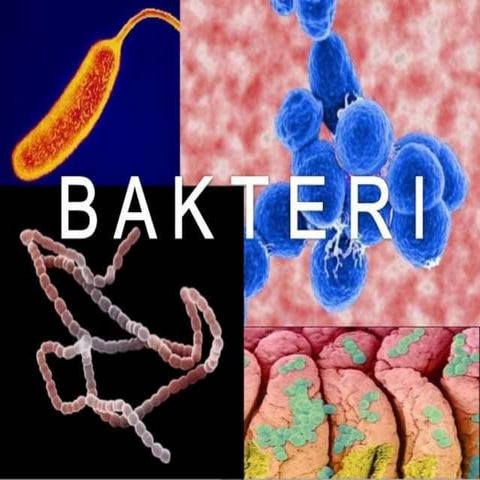 Materi Bakteri biologi kelas 11 | PPT