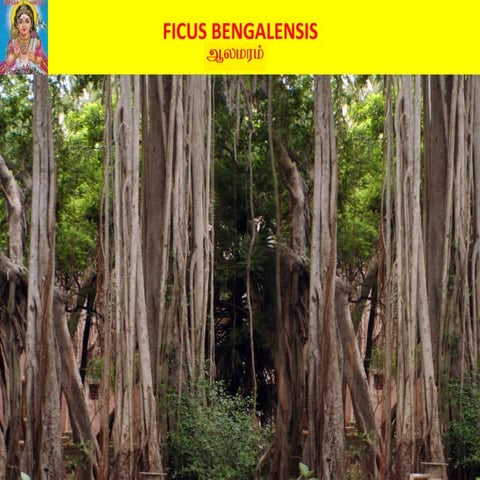 Aalamaram | PPT