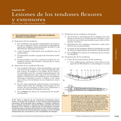 Lesiones de tendones extensores. Tratamiento y rehabilitación | PDF