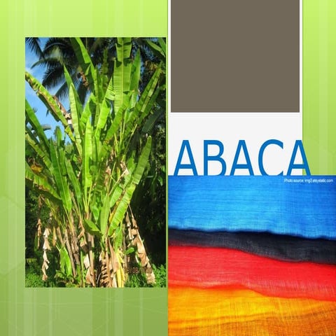 Abaca Plant | PPTX