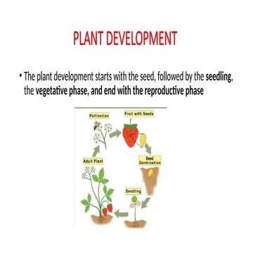 Stages of seed development | PPTX