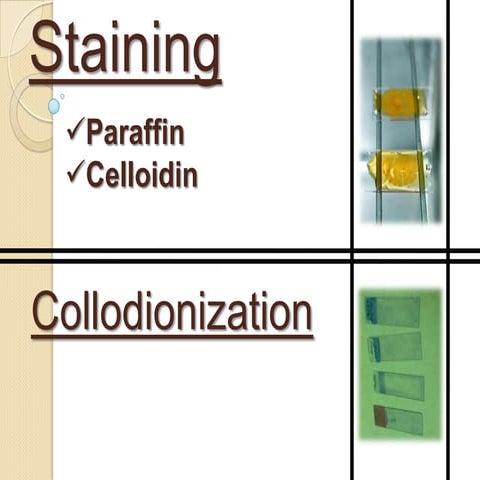 Staining and Collodionization | PPTX