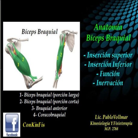 Anatomia Biceps Braquial | PDF