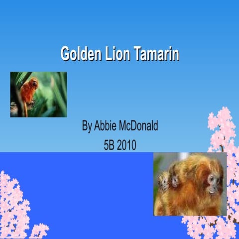 Cass t the golden lion tamarin | PPT