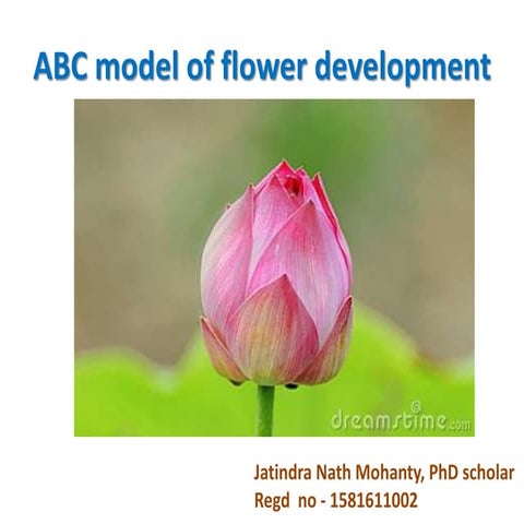 Abc model of flower development | PPTX
