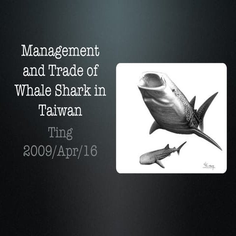 Abc Whale Shark | PPT
