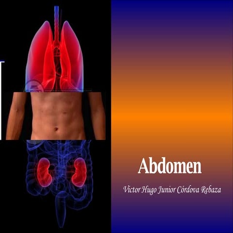 Abdomen | PPT