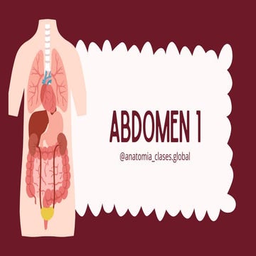Comprehensive Overview of Abdominal Arterial Irrigation and Vascular ...