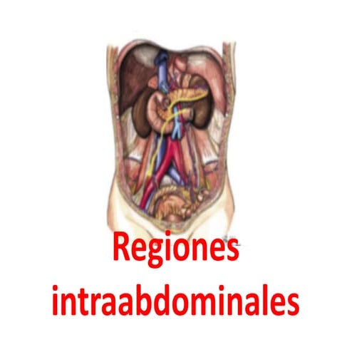NETTER ABDOMEN anatomia para medicina netter | PDF