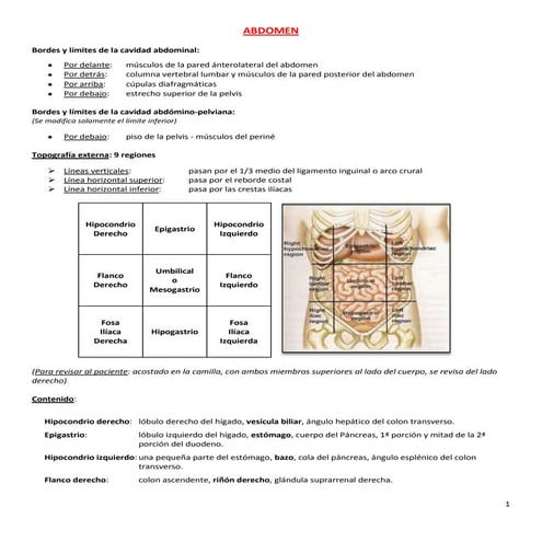 Anatomía del abdomen: Funciones y estructura | PDF