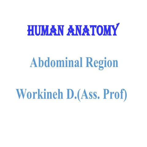 Abdomen 1st for MD.ppt Abdomen anatomy medicine | PPT