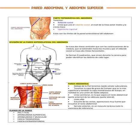 Anatomía del abdomen: Funciones y estructura | PDF