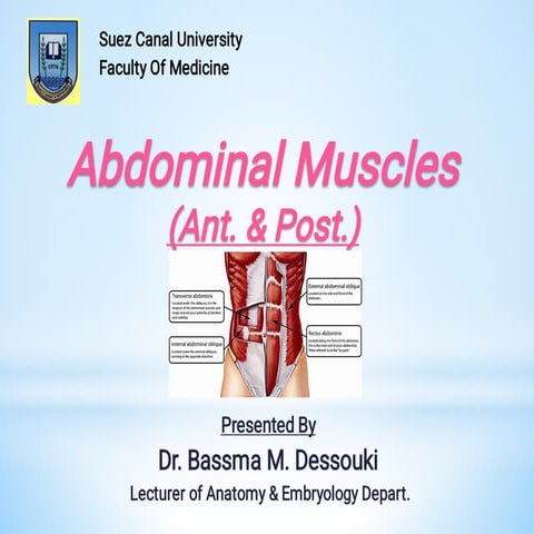Abdominal Muscles (Ant. & Post).pdf anatomy | PDF