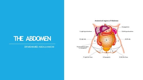 Lumbar triangle(Petit’s triangle) and it’s anatomical characteristics ...