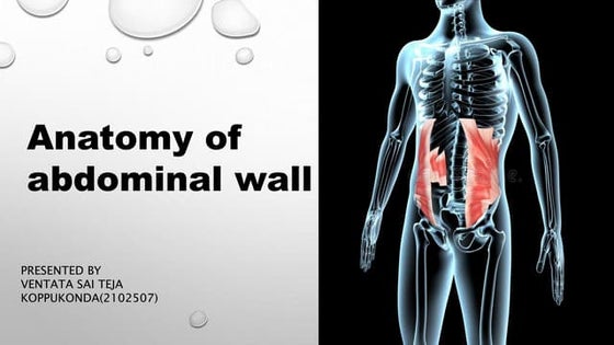 Abdominal wall anatomy and its clinical importance | PPTX | Pregnancy ...