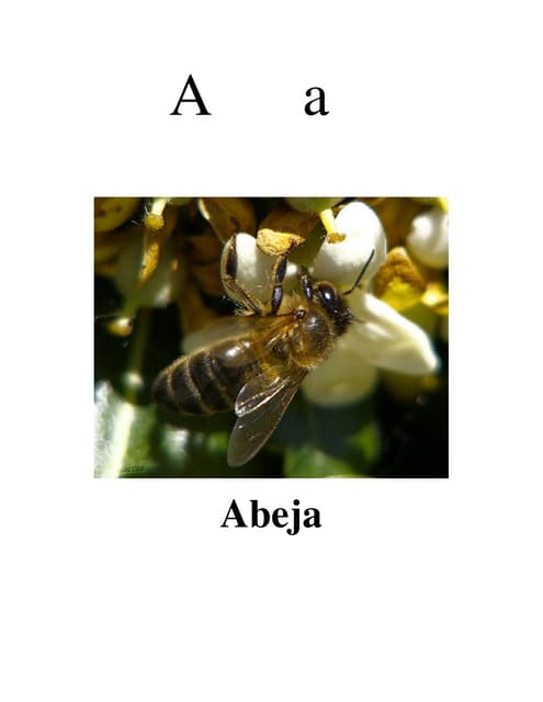 Abecedario Den ingles | PPT