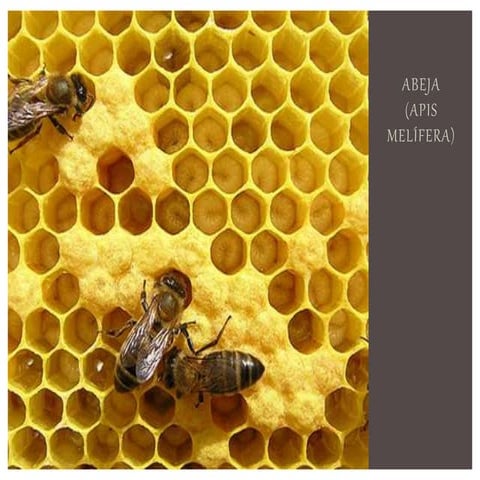 Abeja | PPTX