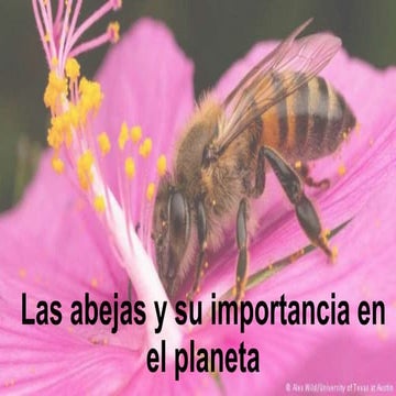 todo sobre abejas.pdf