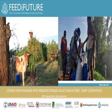 LESSONS FROM ENGAGING WITH IRRIGATED FORAGES VALUE CHAIN ACTORS -DAIRY ...