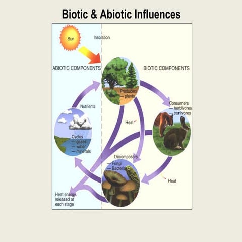 Abiotic biotic | PPT | Biological Sciences | Science