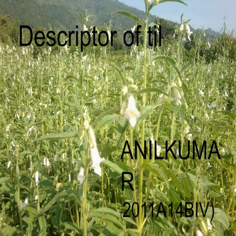 DESCRIPTOR OF SESAME(TIL) BY: ANIL BL GATHER | PPTX