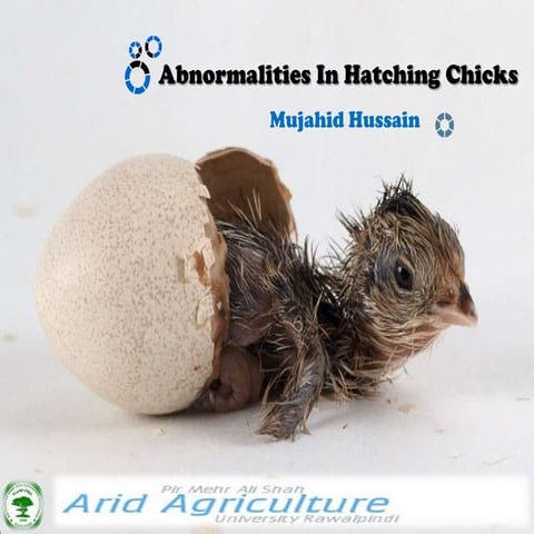 Abnormalities In Hatching Chicks | PPTX
