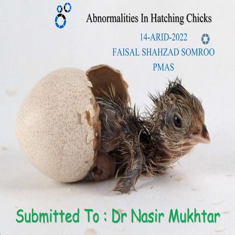 Abnormalities in hatching chicks | PPTX