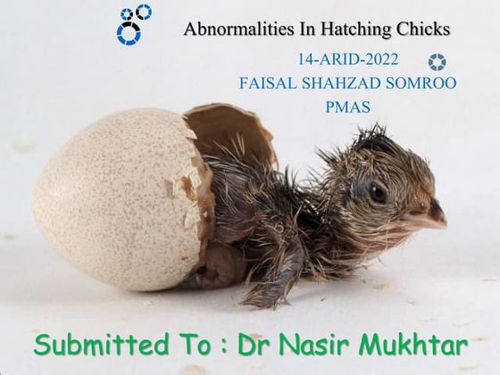 Birth of chicks | PPT