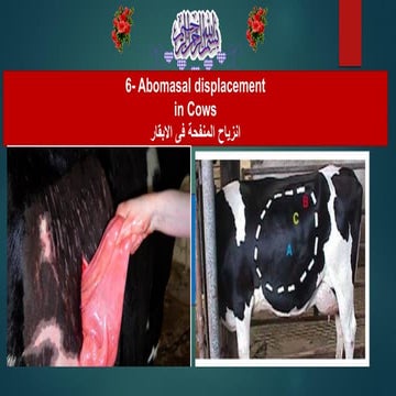 Abomasal displacement in cows prof. Dr Hamed Attia | PDF