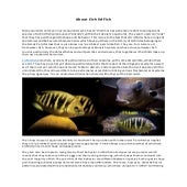 About cichlid fish | DOCX | Fish and Aquariums | Pets