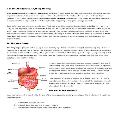 The Digestive System | DOC