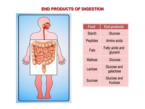 F4 biology Defaecation | PPT
